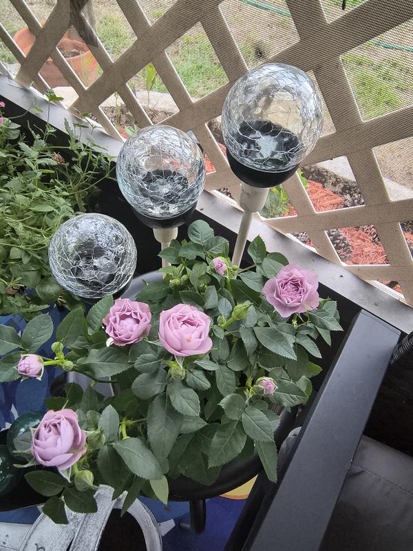 Lowe's 2 -Gallon Orange Rose 1 -Pack in the Perennials department at ...