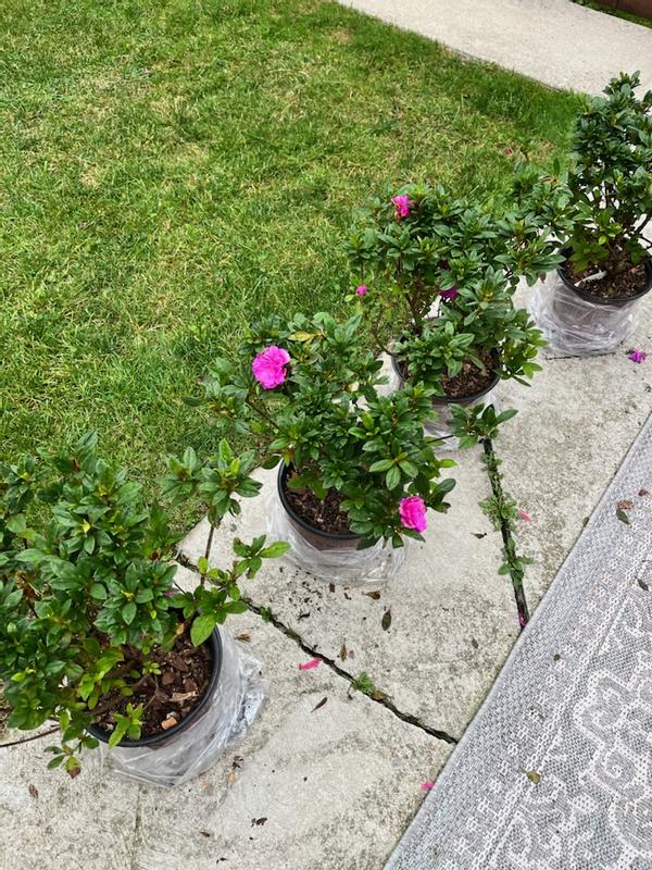 Encore Azalea Purple Autumn Majesty Azalea Flowering Shrub in 2-Gallon ...