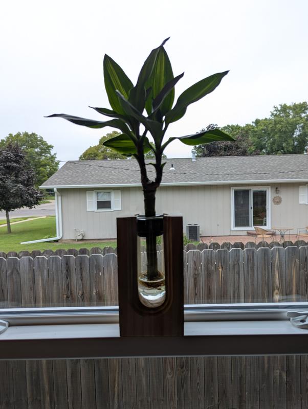LiveTrends Odyssey House Plant in 1-Pack(s) Pot ASB07695 at Lowes.com