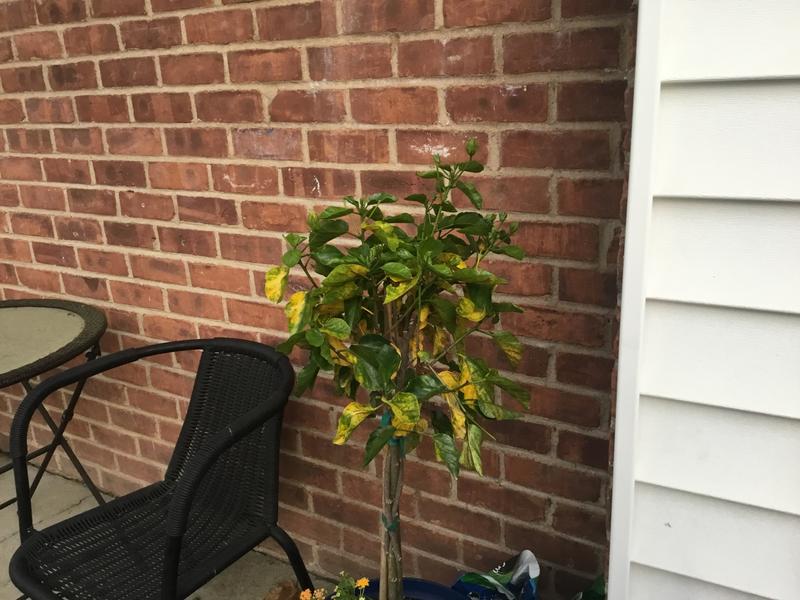 National Plant Network Multicolor Hibiscus Fiesta Braided Tree in 2 ...