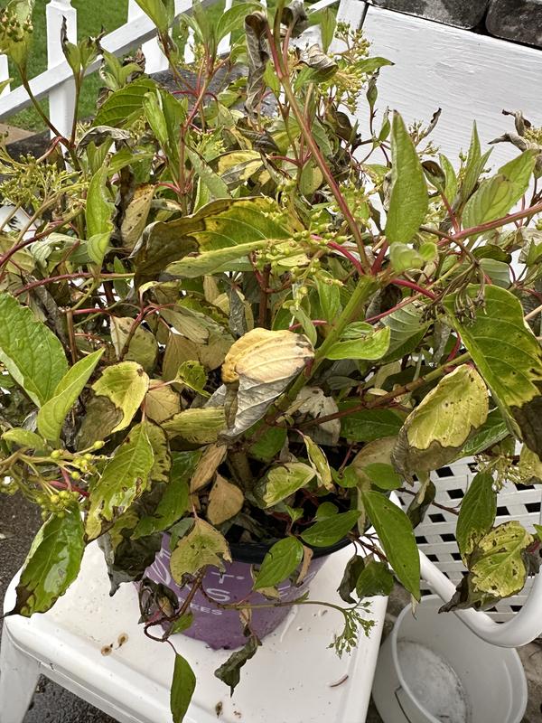 First Editions White Firedance Red Twig Dogwood Accent Shrub in 2 ...