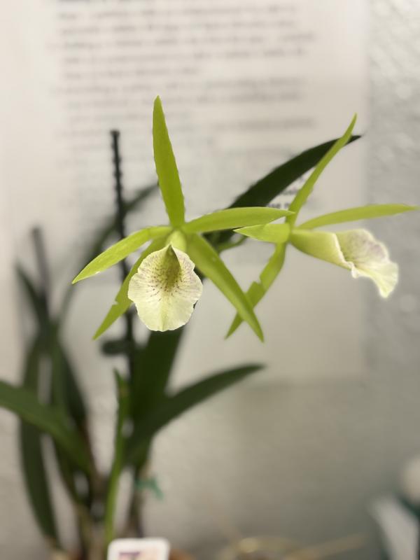 Better-Gro Mixed Color Vanda Orchid House Plant - 5 oz Package - High ...
