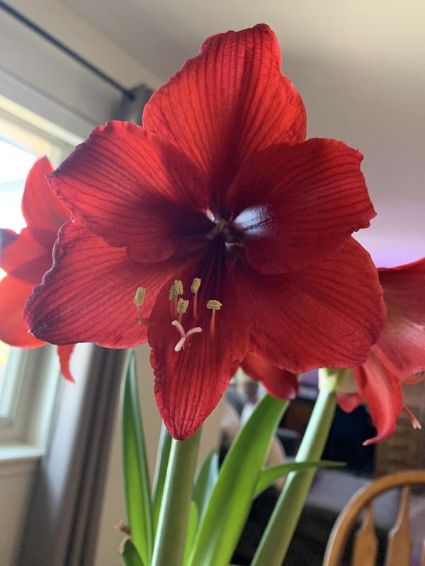 AMARYLLIS REDLION ORGANZA WHT PBS in the Plant Bulbs department at ...