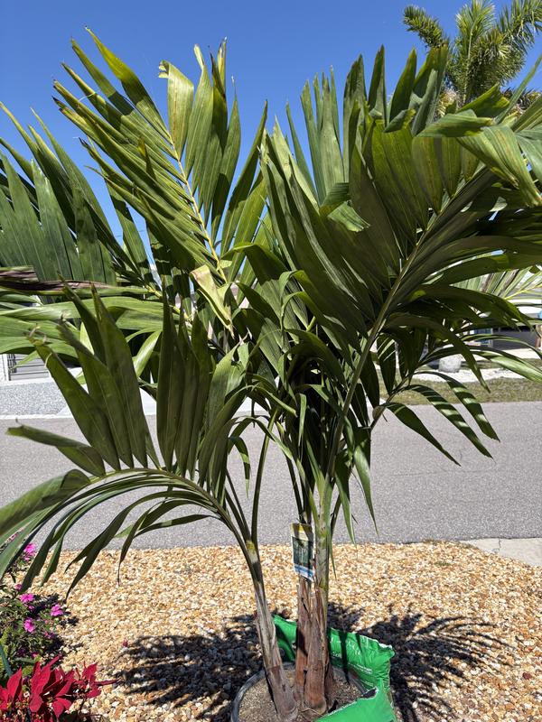 Lowe's Adonidia Palm in 2.25-Gallon Pot 467850 at Lowes.com
