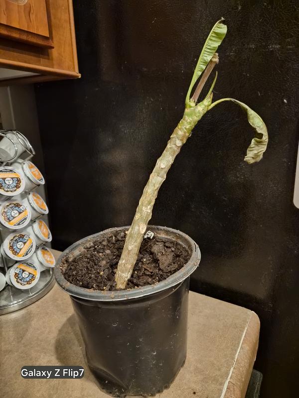 National Plant Network Multicolor Plumeria Mabela in 1 Gallon(s) Pot 1 ...