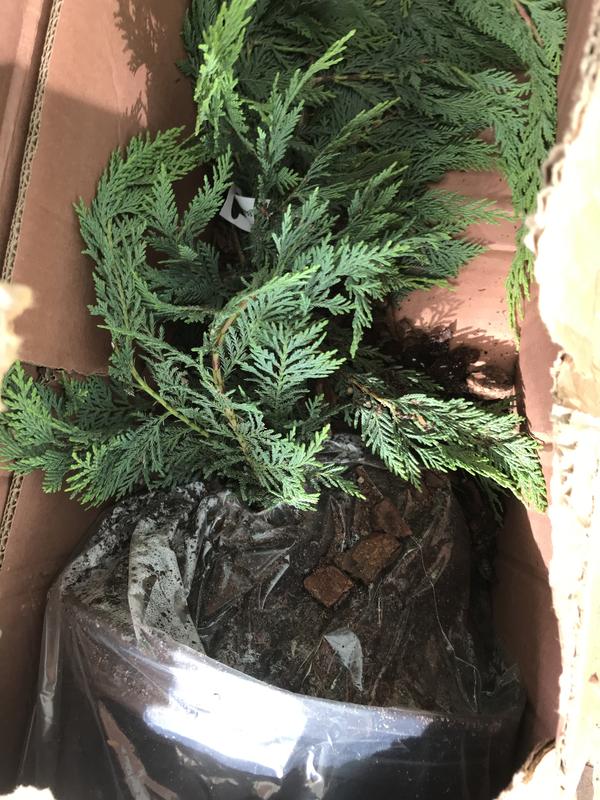 Shop Flowerwood Flowerwood Leyland Cypress Tree Holiday Colorful ...