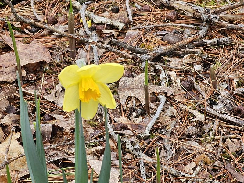 Breck's Yellow Dutch Master Daffodils Bulbs 25-Pack 91885 at Lowes.com