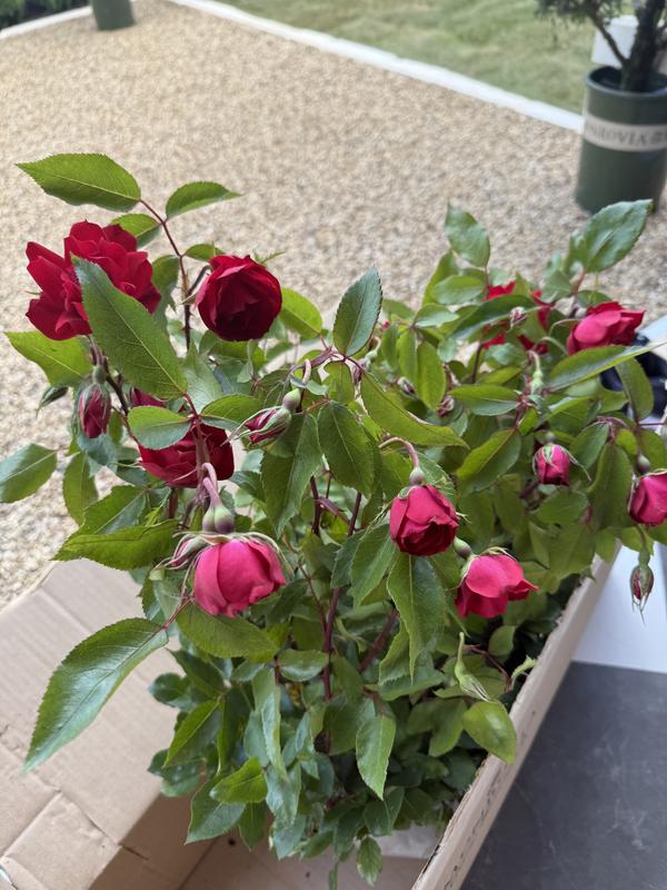 Monrovia Red Grace N' Grit Shrub Rose 1.73 -Gallon 1 -Pack in Pot in ...