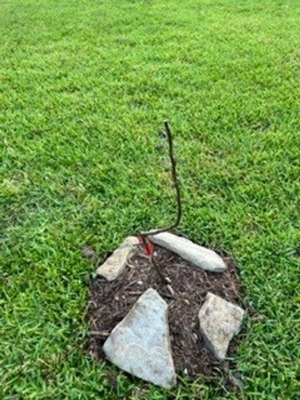 Online Orchards Suncrest Peach Tree - Prunus persica - Cold Hardy, Self ...