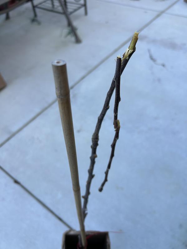 Fruit Fuji Apple Bare Root (With Soil) FTAP002 at Lowes.com