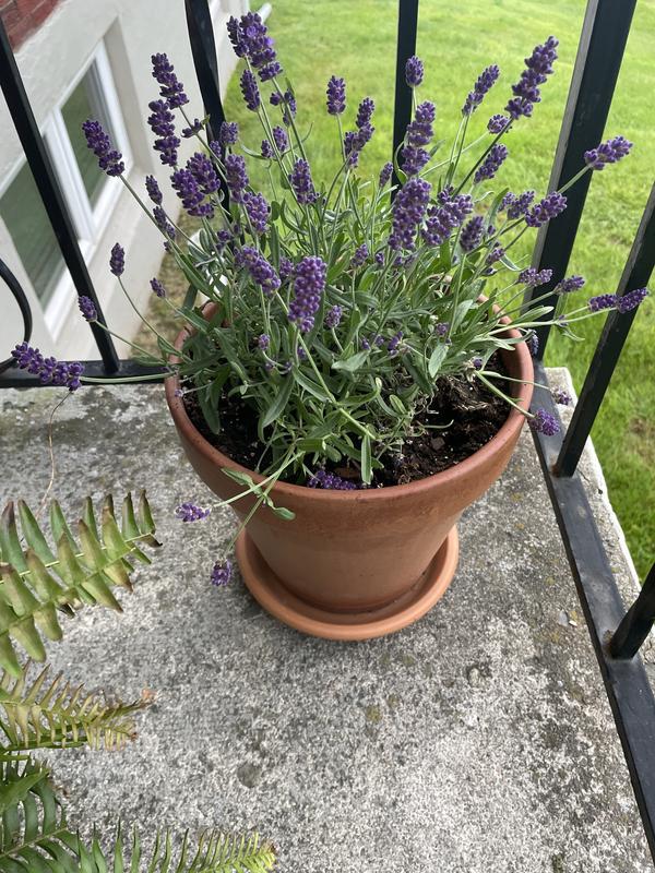Monrovia Purple Super Blue Lavender Plant in 2 -Quart Pot 1 -Pack - Low ...