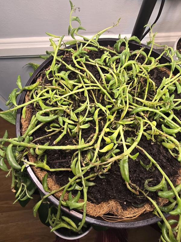 Altman Plants Senecio String Of Dolphins in 1.3-Quart Hanging Basket ...