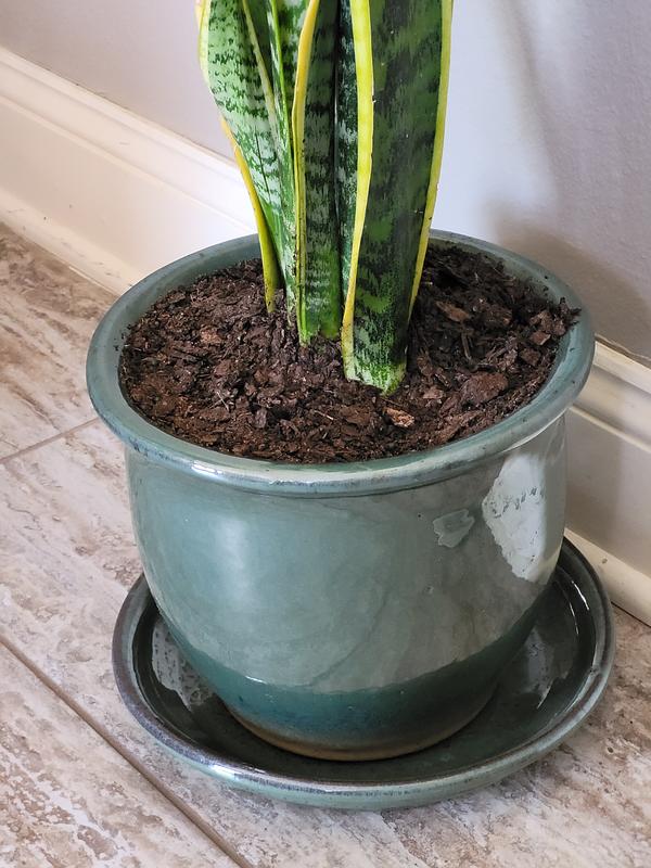 allen + roth 8.85-in Meadow Green Glazed ceramic Plant Saucer in the ...