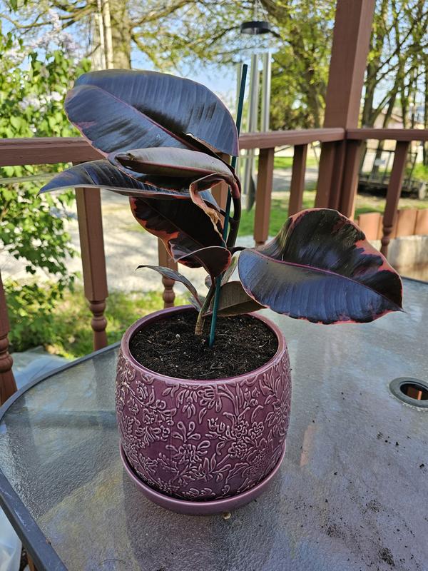 Altman Plants Ficus Ruby Rubber Tree House Plant in 6-in Pot 0873091 at ...