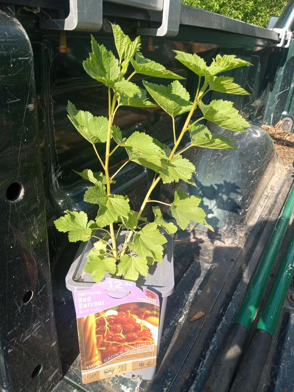 Windmill Multi Peach Currant Plant Pot - Small Fruit Collection - Full ...
