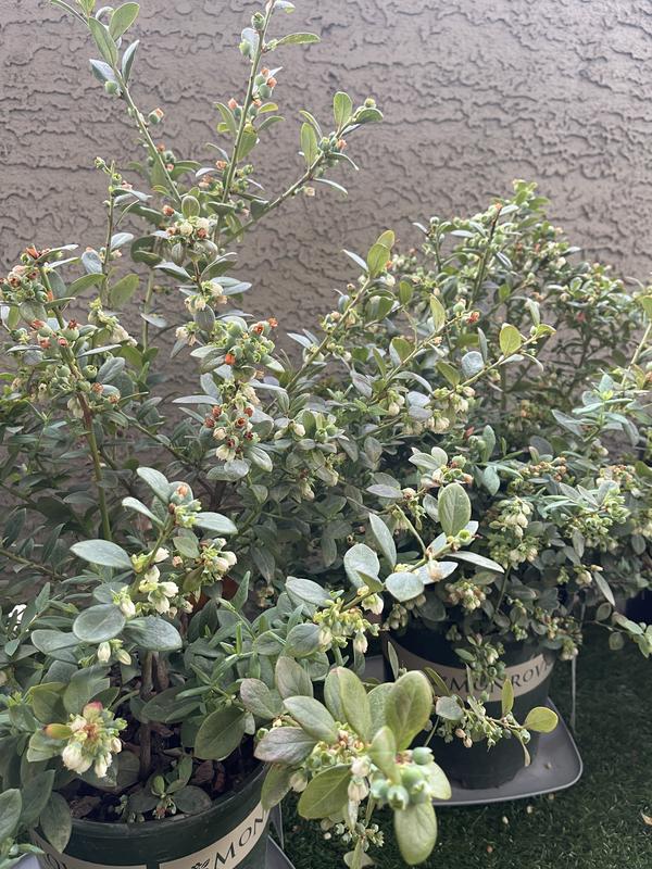 Monrovia White Bountiful Blue Blueberry Flowering Shrub in 1.73-Gallon ...