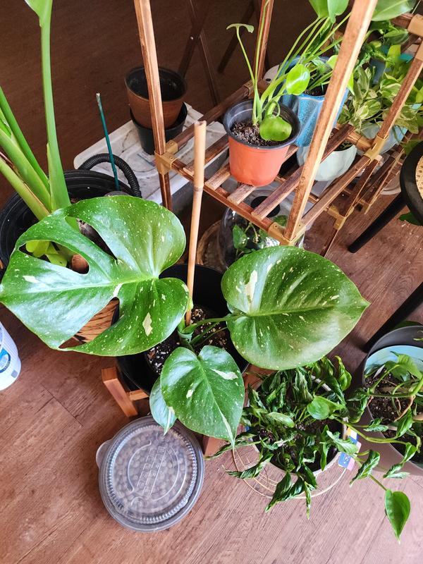 Costa Farms Trending Tropicals Monstera House plant in 1.4 Quart(s ...