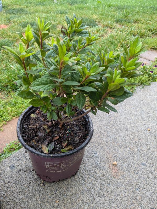 Encore Azalea Purple Autumn Majesty Azalea Flowering Shrub in 1-Gallon ...