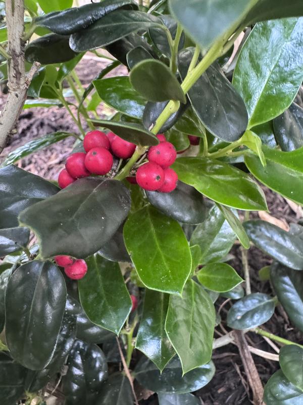 Lowe's 2.25 -Gallon Burford Dward Holly in the Shrubs department at ...
