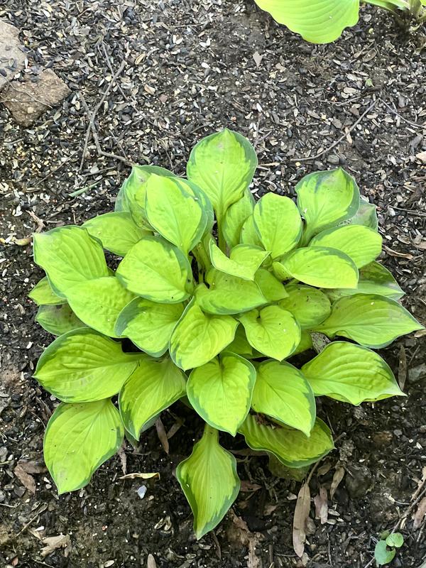 Monrovia Hosta Plant in 2.5-Quart Pot 3-Pack 4994 at Lowes.com