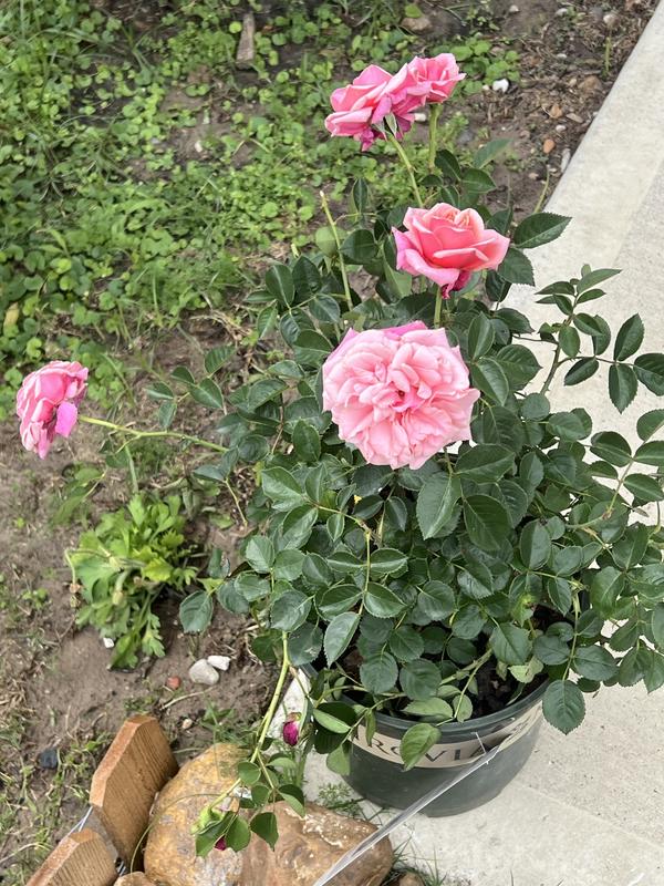 Monrovia Pink Eau De Parfum Blush Rose 1.73 -Gallon 1.0 -Pack in Pot in ...