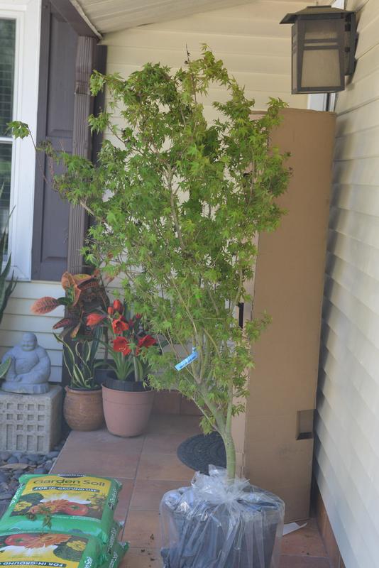 Southern Planters 7-Gallons Feature Japanese Green Maple In Pot (With ...