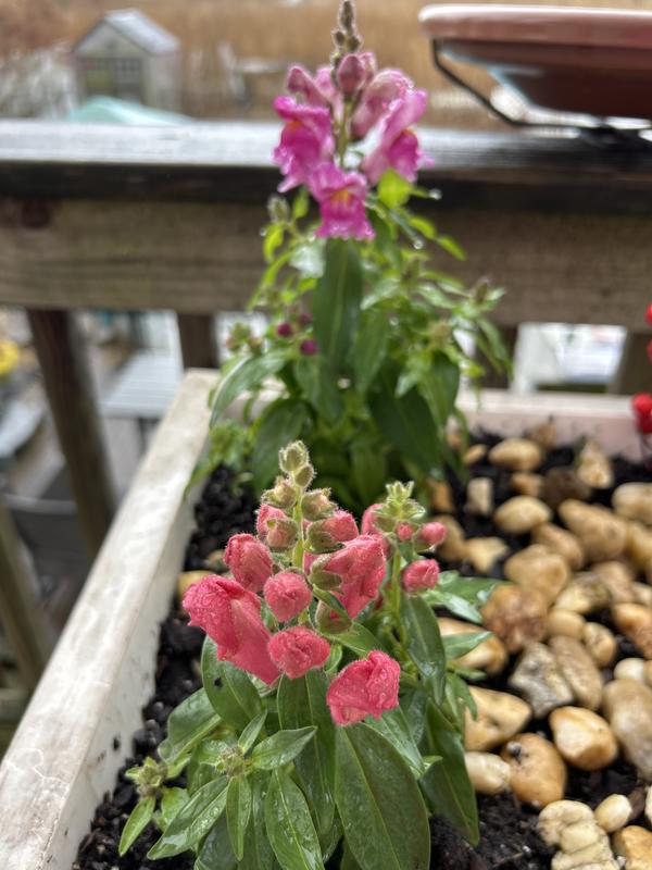 Lowe's Multicolor Snapdragon in 1 Pint Pot 1 -Pack in the Annuals ...
