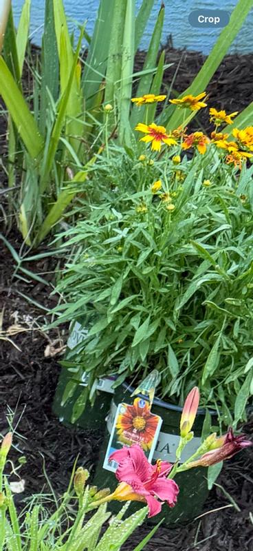 Monrovia Multicolor Coreopsis Plant in 1 -Gallon Pot 1 -Pack in the ...