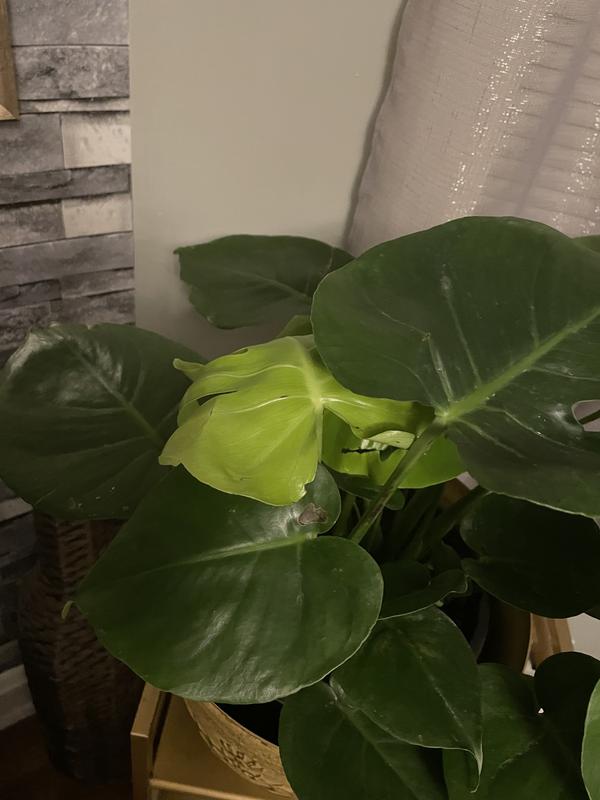 National Plant Network Monstera House plant in 10 Inch(es) Pot 1.0 ...