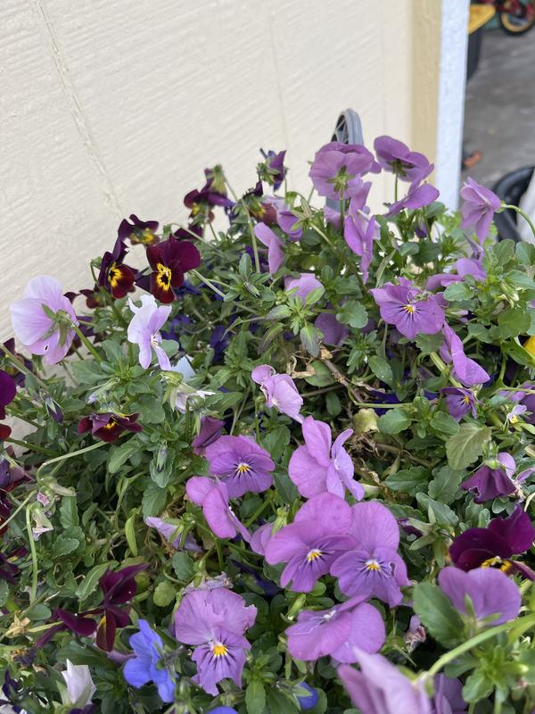 Lowe's Multicolor Viola in 1.5-Gallon Planter NURSERY at Lowes.com
