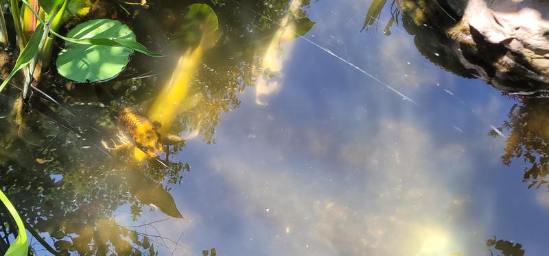 pond boss The Block Pond Tabs Bacteria 5 Pound(s) in the Pond Cleaners ...