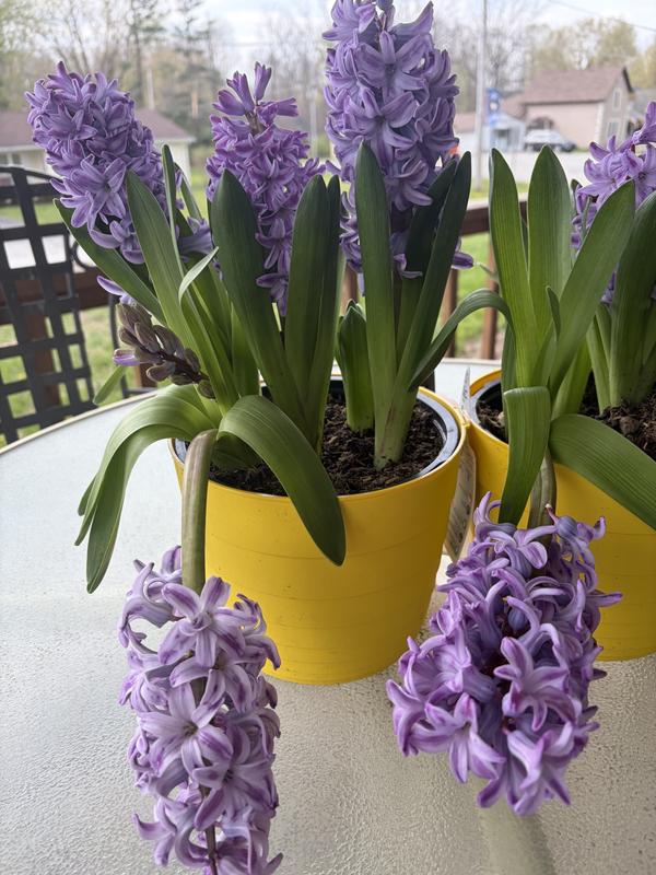 Lowe's 3 Quart(s) Multicolor Hyacinth 1 -Pack - Low Maintenance in the ...