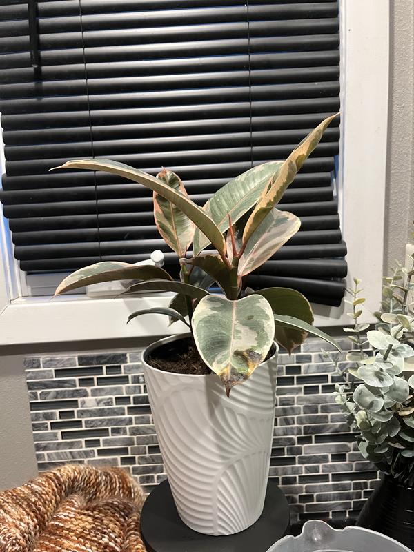 Costa Farms FIcus House plant in 1.4 Quart(s) Self-watering pot 1 -Pack ...