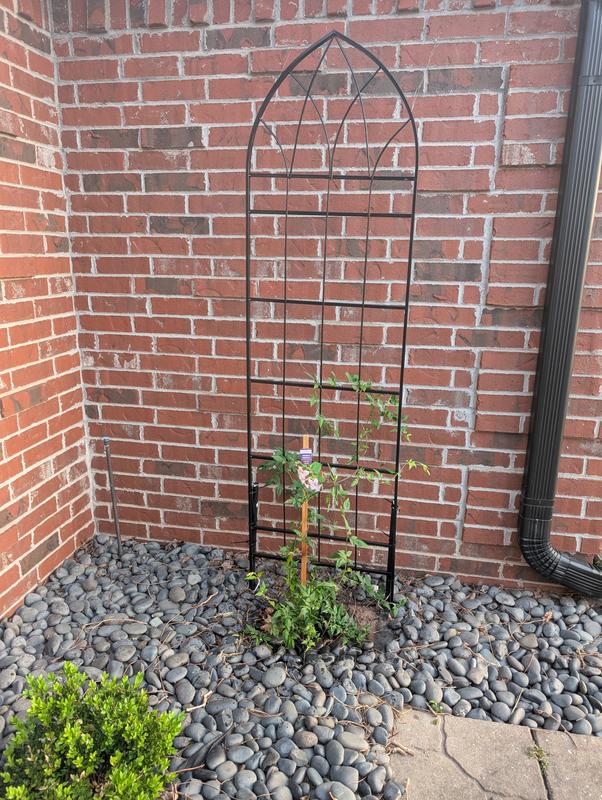 Style Selections 21.9-in W x 80.9-in H Black Steel Garden Trellis ...