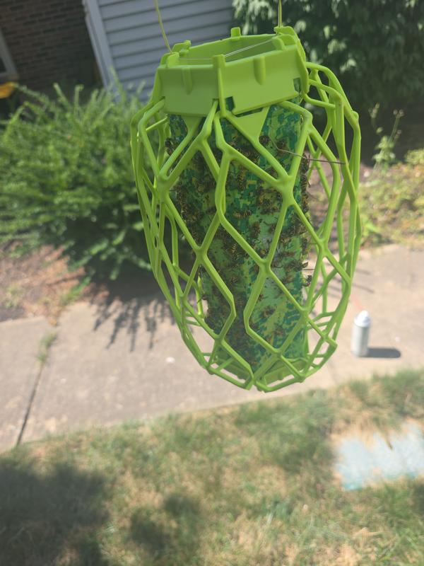 RESCUE! Wasps Trapstick Outdoor Insect Trap TSW-FD48 at Lowes.com