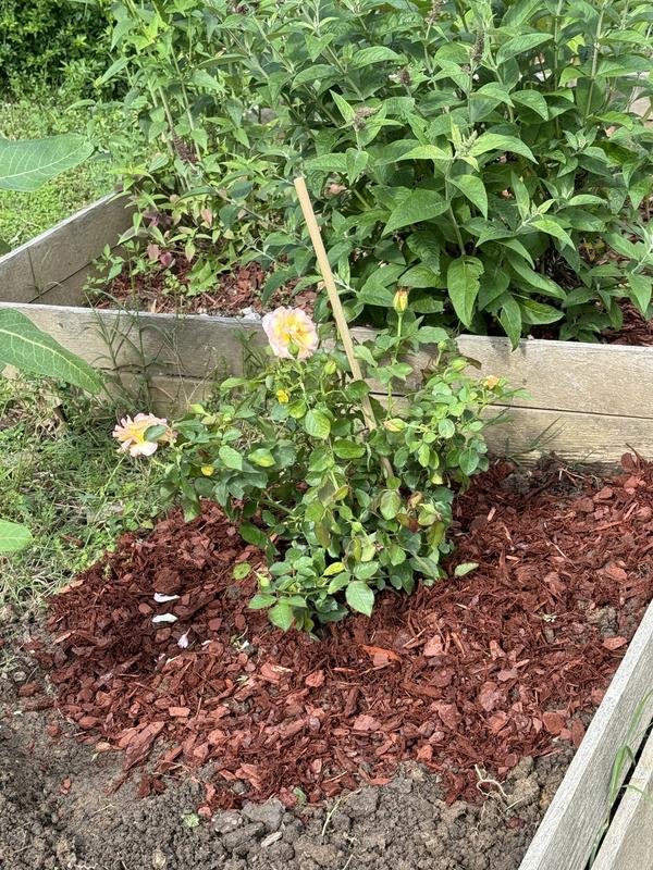 Altman Plants Multicolor True Bloom Sincerity Rose 8-Quart in Pot ...