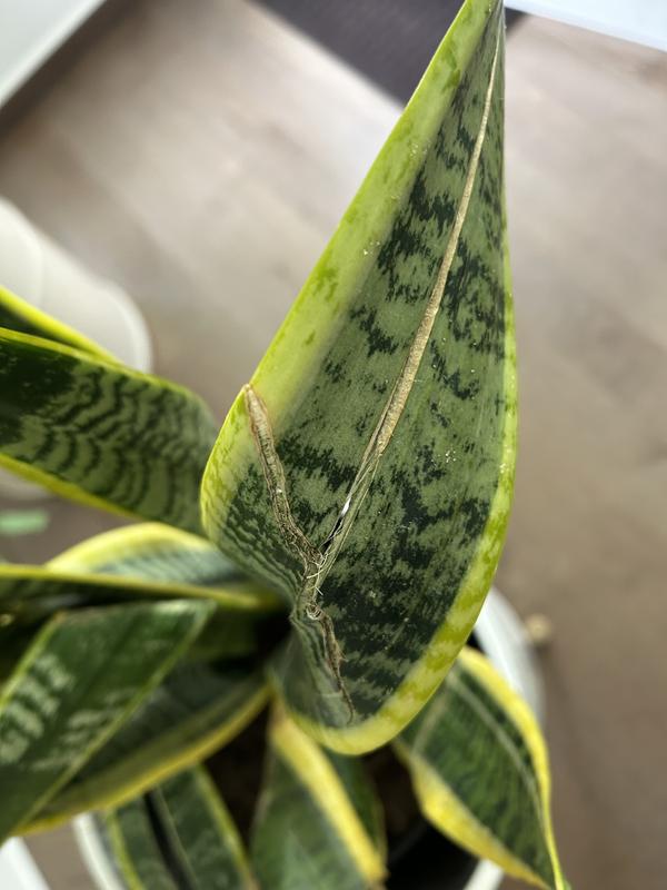 Costa Farms Sansevieria Snake Plant House Plant in 6-in Pot CO.SFV6.1 ...