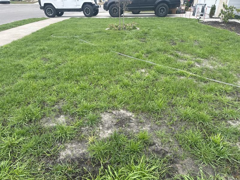 Scotts Rapid Grass Southern Gold 16-lb Tall Fescue Grass Seed 18412 at ...
