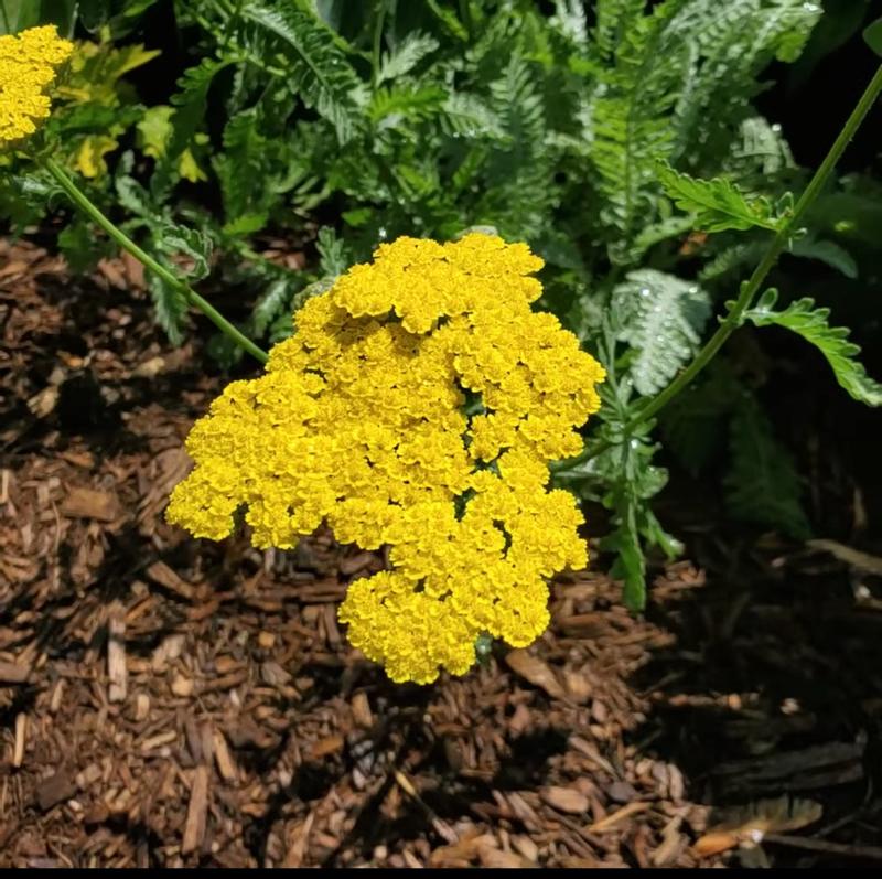 Monrovia Yellow Coronation Gold Yarrow Plant in 3-Quart 000561 at Lowes.com