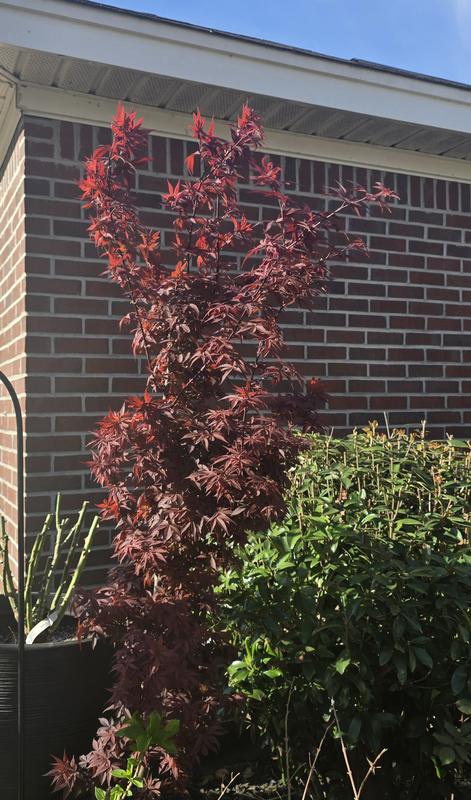 Southern Planters 5-Gallons Green Feature Twombly's Red Sentinel ...
