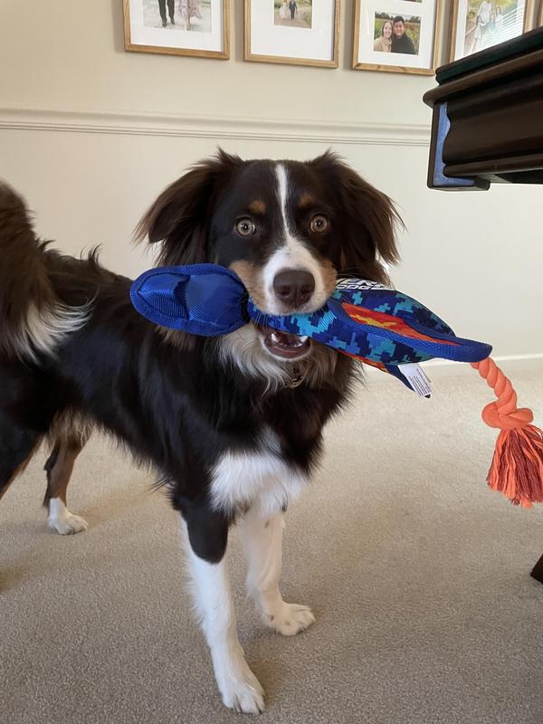 Nerf Pet Nerf Dog Rubber Interactive Dog Toy NF-7733 at Lowes.com
