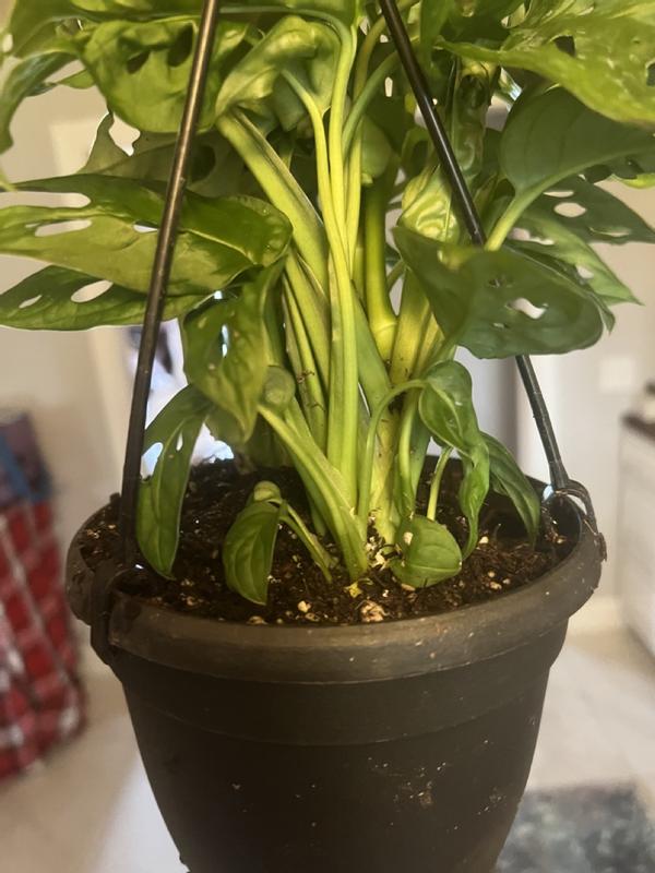 Altman Plants Monstera Swiss Cheese Plant House Plant in 1.3-Quart Pot ...