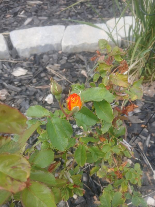 National Plant Network Orange Pinata Rose 2 -Pack 2 -Pack in Bare root ...