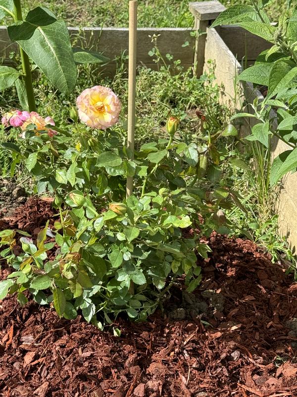 Altman Plants Multicolor True Bloom Sincerity Rose 8-Quart in Pot ...