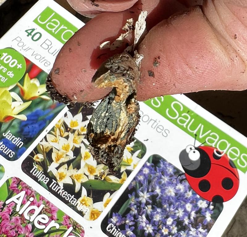 National Plant Network Multicolor Bulbs Bulbs 40 -Pack in the Plant ...