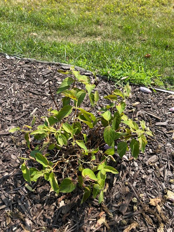 Proven Winners Multicolor Pinky Winky Prime Panicle Hydrangea ...