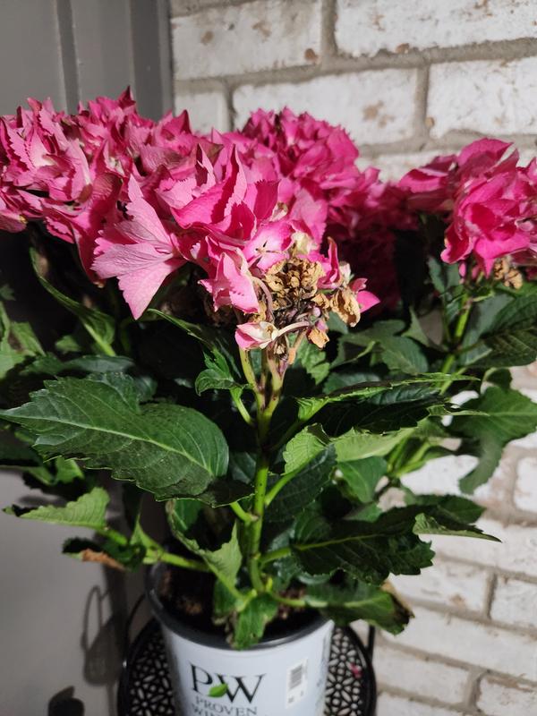 Proven Winners Red Cityline Paris Bigleaf Hydrangea (Macrophylla ...
