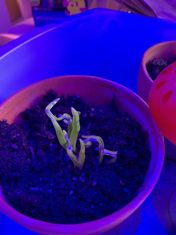 GARLIC REGULAR PBS NURSERY at Lowes.com