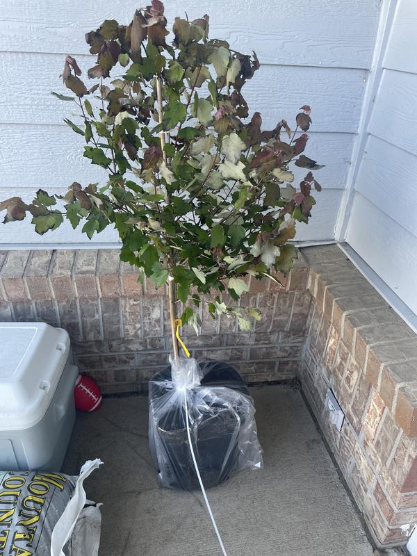 Southern Planters 5-Gallon Shade Summer Red Maple In Pot (With Soil ...
