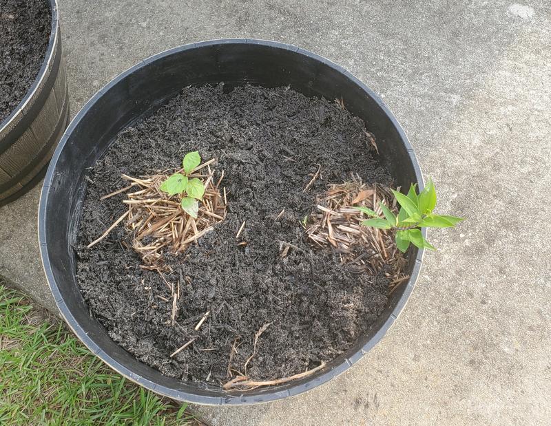 Evergreen Organic Compost Provides Organic Nutrients 648828 at Lowes.com